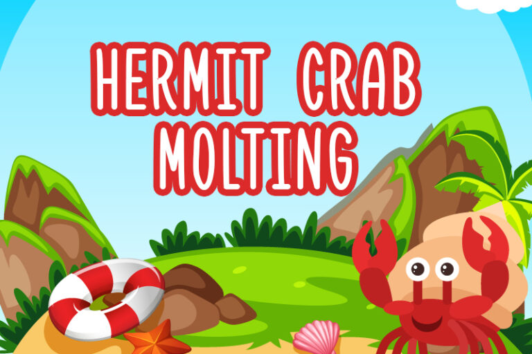 Hermit Crab Molting | Hermit Crab