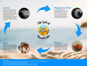 The Land Hermit Crab Life Cycle | Hermit-Crab.com