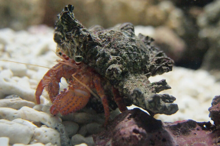 Facts About Deep Sea Hermit Crabs | Hermit-Crab.com