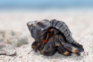 Comprehensive Hermit Crab Care Guide | Hermit Crab