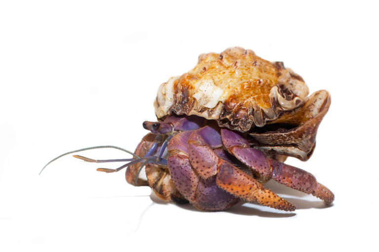 Common and Popular Types Of Hermit Crabs | Hermit Crab